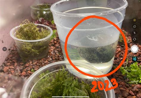 Marimo Ball Revivable After Being Dried Out Rmarimo