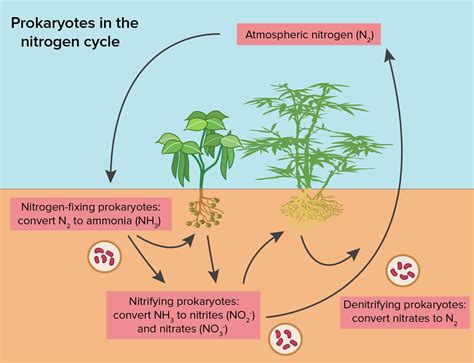Nitrogen Fixation Cycle