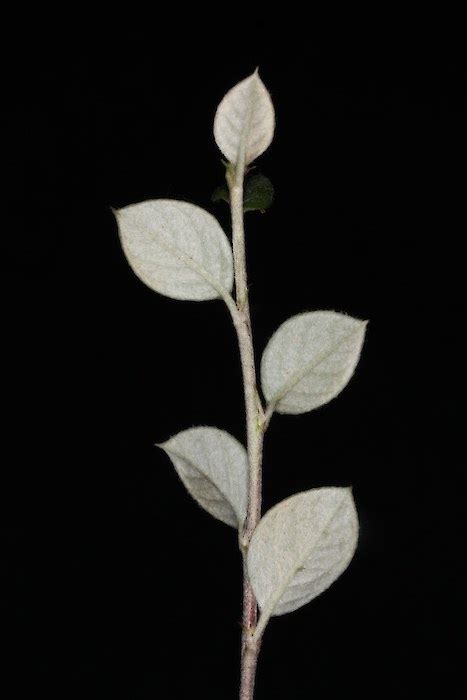 Cotoneaster • Weedbusters