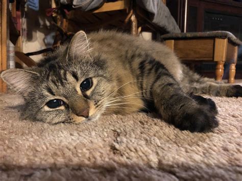 Lucy Doing Her Best To Be Cute R Cats