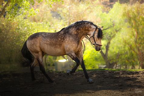 Buckskin Andalusian Horse Trotting