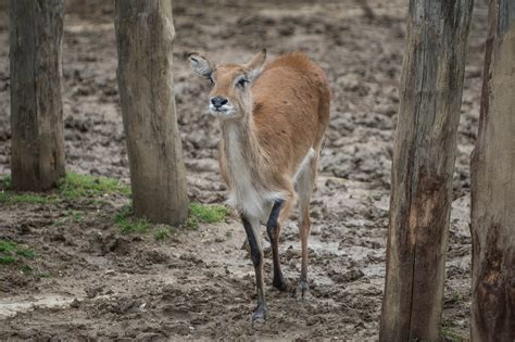 Cobe De Lechwe Nature Et Zoo Lactualité Des Parcs Zoologiques