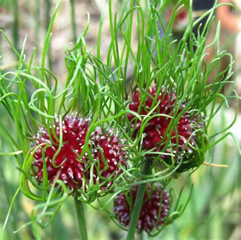 Allium Vineale Hair Border Alpines