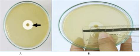 Disk Diffusion Method Of Ast A The Zone Of Inhibition Arrow Is The