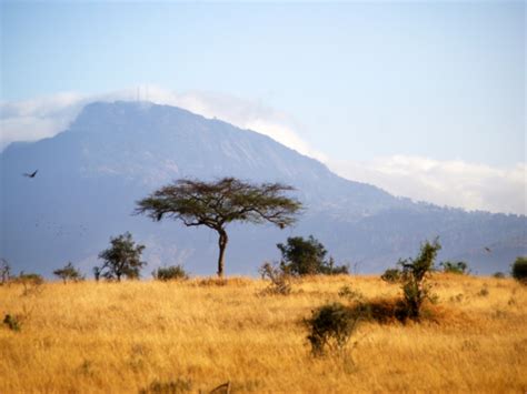 The Viewpoint Bridging The Gap A Look At Transitional Fossils Modern Sciences