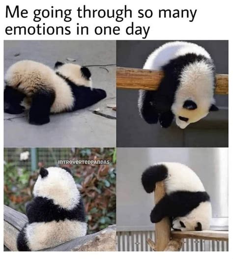 38 Hilarious Panda Memes Perfect For Introverts Everywhere