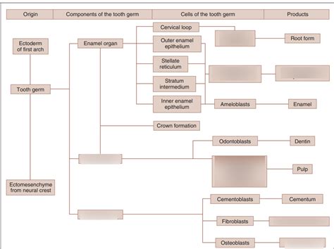 Diagram Of Tooth Development Flowchart Quizlet