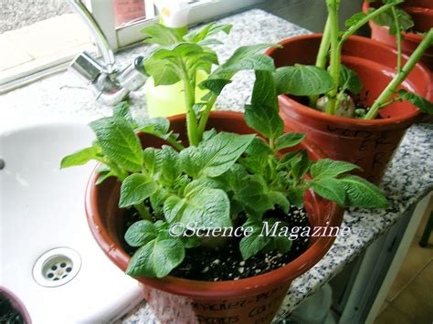 Science Magazine Vegetative Reproduction