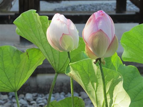 個別「20120716162305」の写真、画像 Tails Of Devils Fotolife