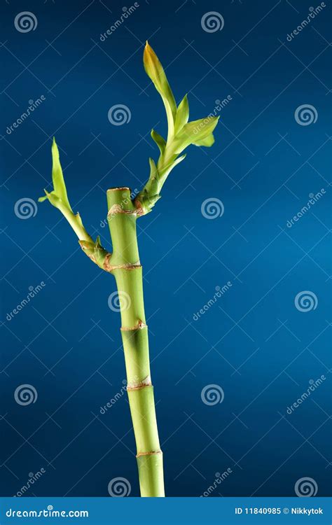 Bamboo Stem Stock Image Image Of Culture Bamboo Growth 11840985