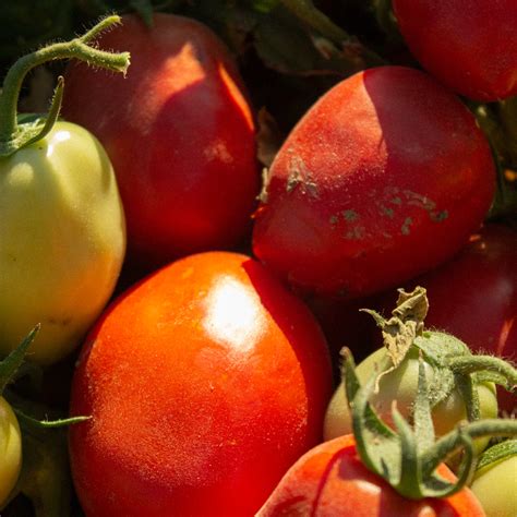 Fow 2nd Project Tomato Pomace From California Farm Fountain Of Waters