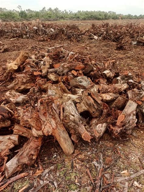 Brown Eucalyptus Root Wood At ₹ 4200tonne In Kavali Id 2854890727273