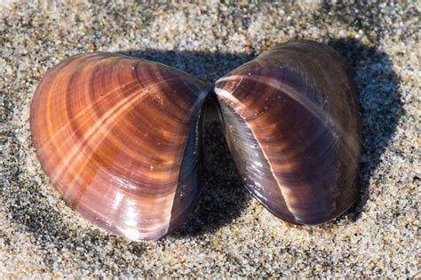 Pismo Clams