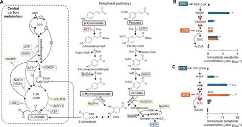 New Research Reveals How Pseudomonas Putida Reconfigures Its Metabolism