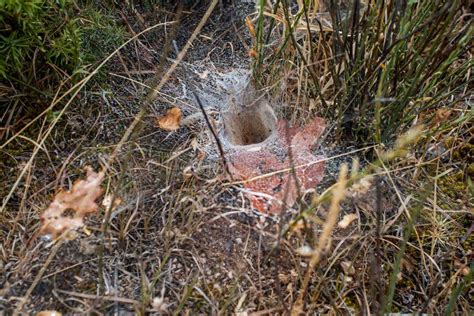 A Spider S Web And A Hole In The Ground Stock Image Image Of Texture