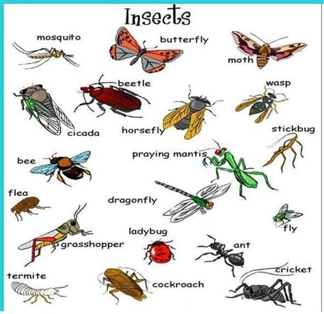 Insects Italiaanse Taal Engelse Grammatica Italiaans Leren
