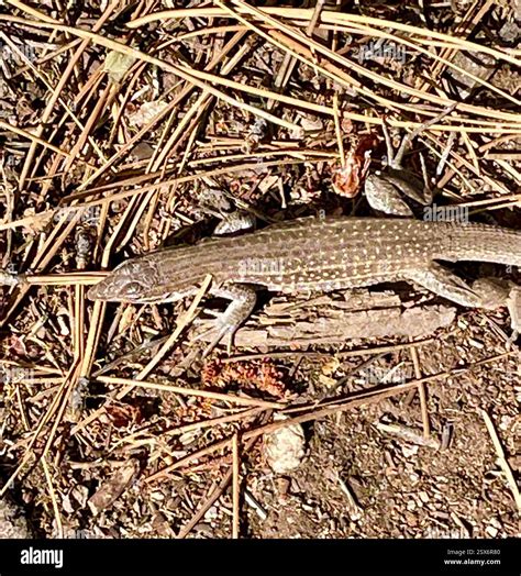 Chihuahuan Spotted Whiptail Aspidoscelis Exsanguis Reptilia Bandelier National Monument