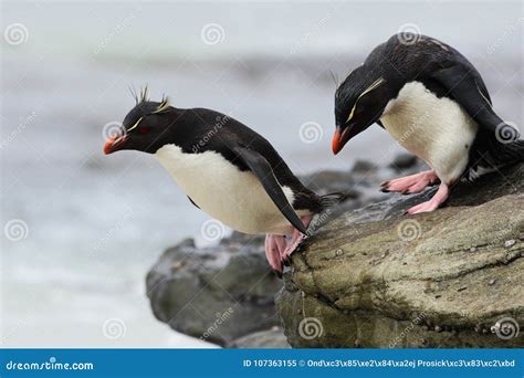 Rockhopper Penguin Eudyptes Chrysocome Jumping In The Sea Water With