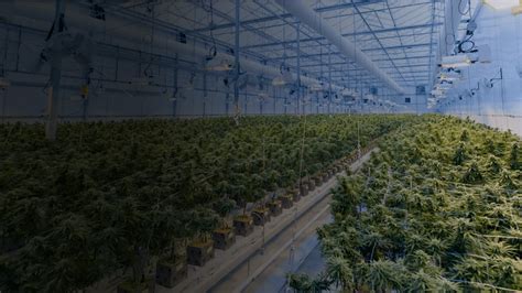 Cannabis Seed To Sale Software Process Automatization