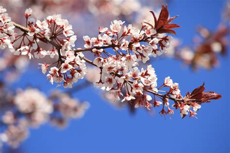 Plum Blossoms Photos Public Domain