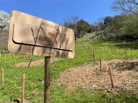 Pmg Asturias And Bosquia Join Forces To Restore Neglected Forests And