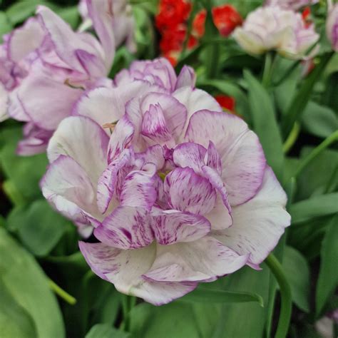 Buy Tulip Shirley Double At Uk