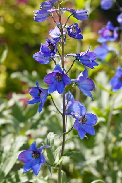 Premium Photo Delphinium Elatum Flower In The Garden