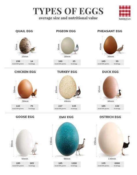 Eggirl Reggirl