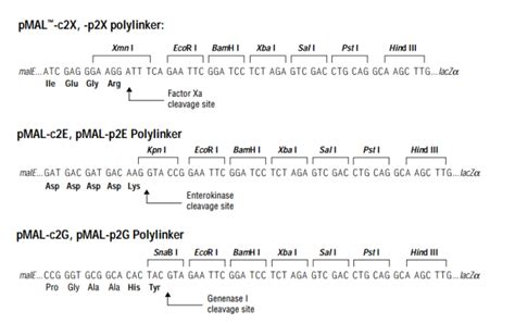 Pmal C2g载体信息 Pmal C2g质粒图谱 Pmal C2g序列 爱科博生物