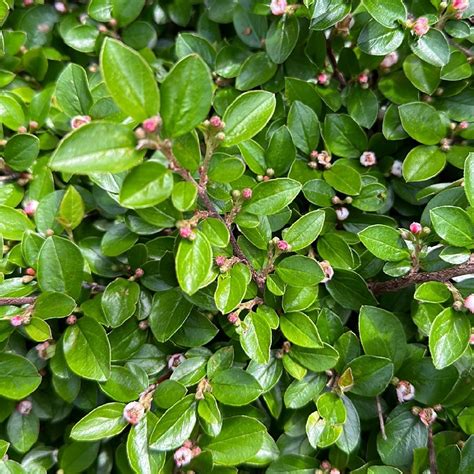 ☯️ Where To Place Spreading Cotoneaster In Feng Shui Characteristics Direction And Companion