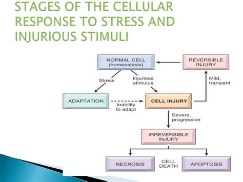 Cellular Responses To Stress Part I Pptx
