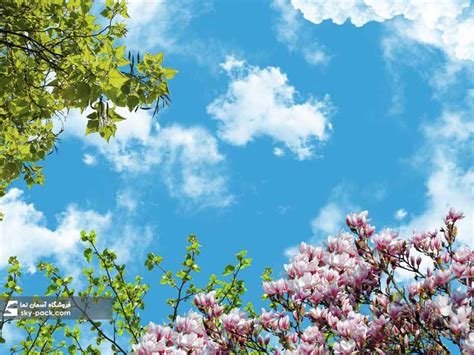 آسمان مجازی طرح گل مگلونیا آسمان مجازی درختان بهاری و آسمان
