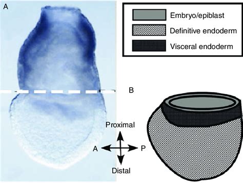 The Definitive Endoderm Surrounds The Embryo A The Late Streak