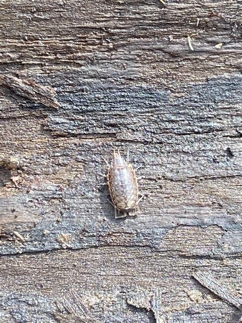 Oniscus Asellus Risopods