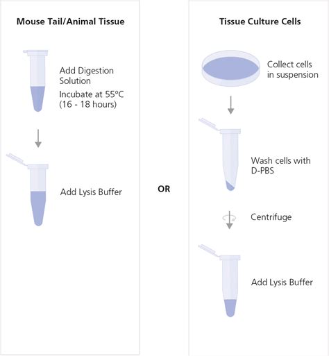 Dna Isolation Vs Dna Extraction At Noah Marryat Blog