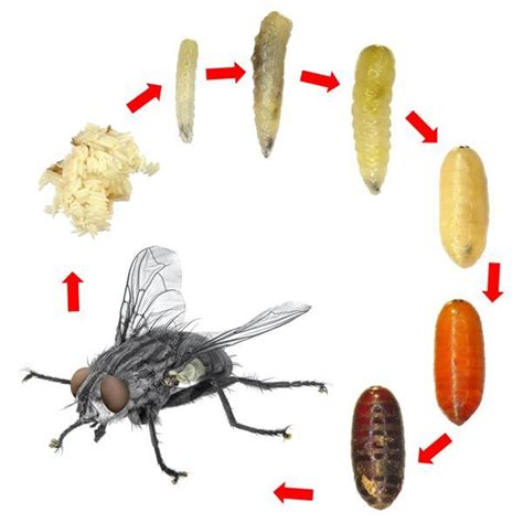 House Fly Pupa