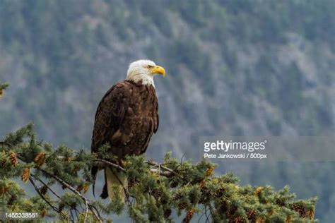 Pete The Eagle Photos And Premium High Res Pictures Getty Images