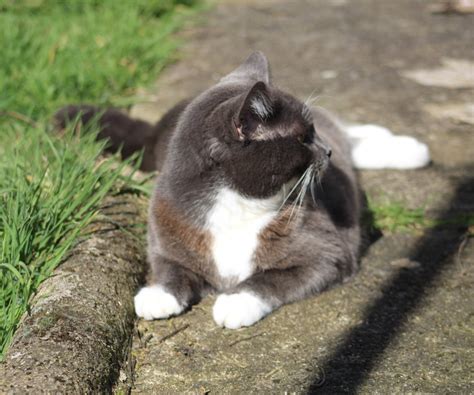 Knitty Kitty With The Fabulous Titties 😻🙄 On Twitter Damn Scottish Winter Has Made My Cat Go