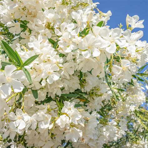 Dwarf Oleander White Shrubs Moon Valley Nurseries