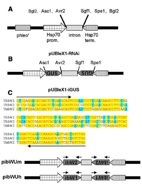 Construction Of Rnai Vectors A Publex1 Rnai Plasmid A 262 Bp Intron Download Scientific