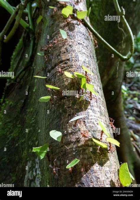 Leaf Cutter Ants Working Hard Carrying Bits Of Leaves Back To The Nest