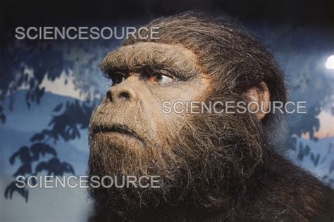 Corpo Do Australopithecus Robustus