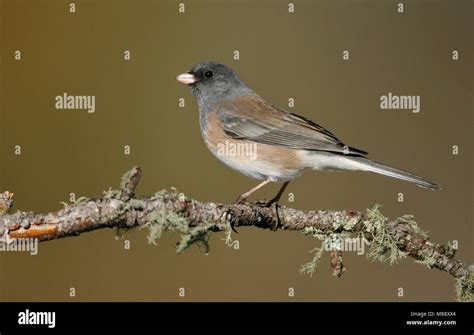Oregon Junco Range