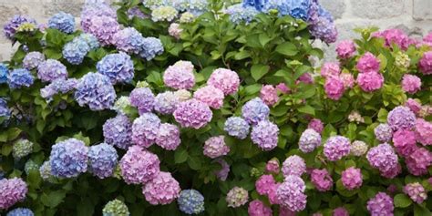 Blue Sunset Hydrangea Care Everything You Need To Know