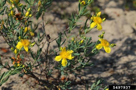 Kalms St Johnswort Hypericum Kalmianum Linnaeus