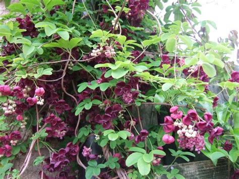 32 Spectacular Stunning Perennial Flowering Vines That Come Back Every