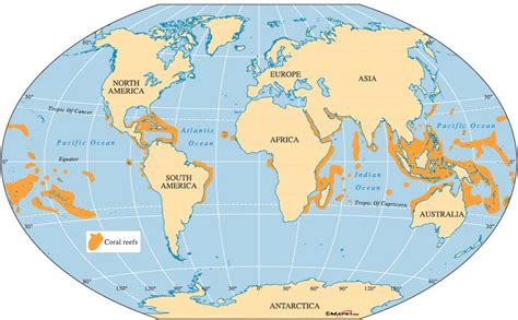 Sparse Coral Classification Using Deep Convolutional Neural Networks Deepai