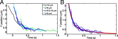 Biexponential Relaxation Curves Of Cilia Deflection A Relaxation
