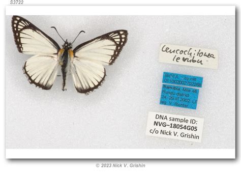 Abantis Levubu Pinned Specimens