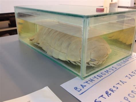 Mnist Dataset Big Data Mining And Machine Learning